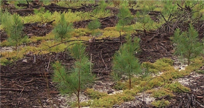 Investing in the Asset Class - Timberland Investment Resources Europe